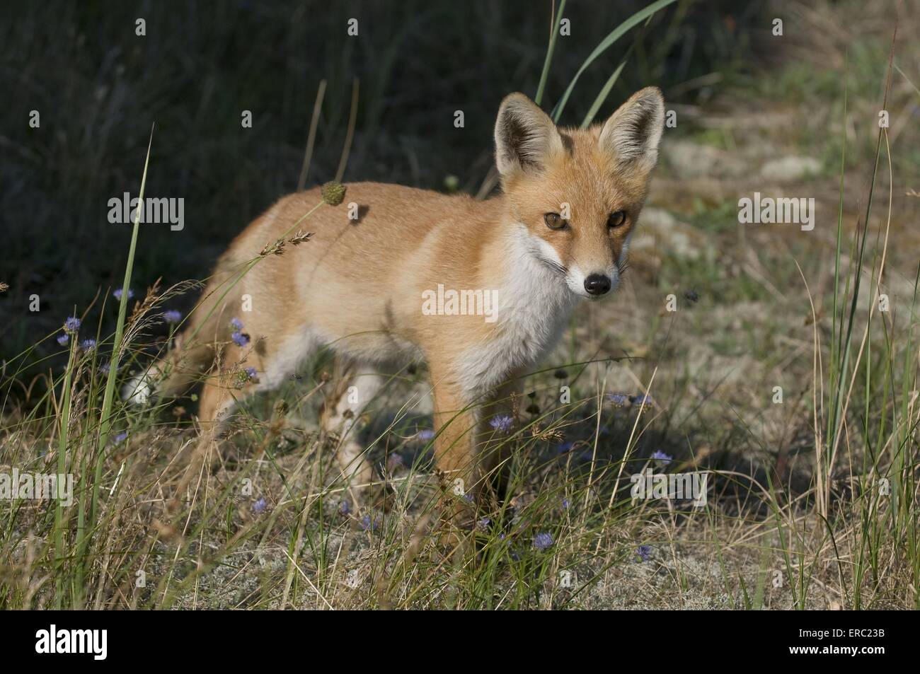 Red fox shadow hi-res stock photography and images - Alamy
