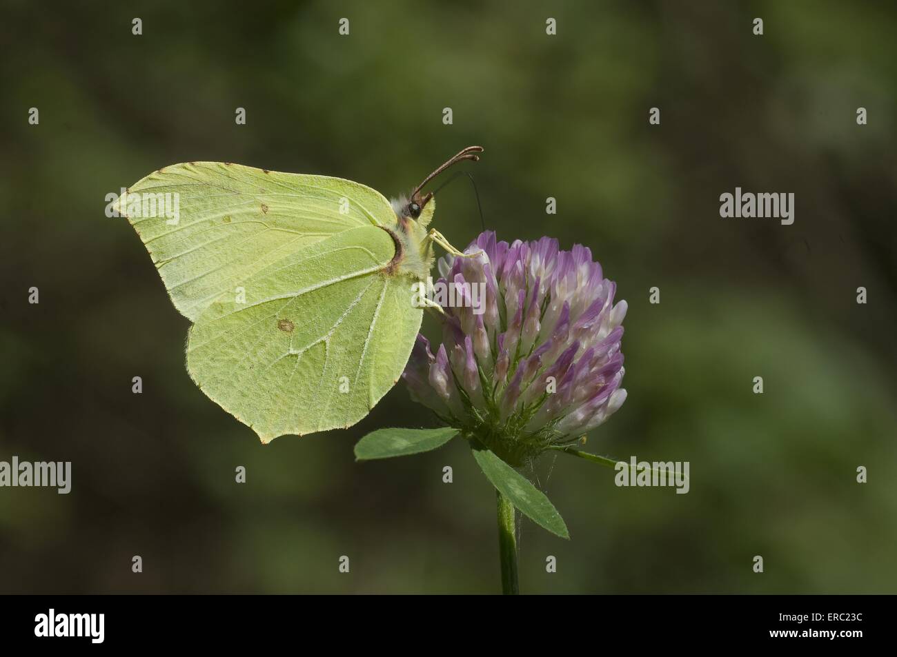 Yellow brimstone butterfly hi-res stock photography and images - Alamy