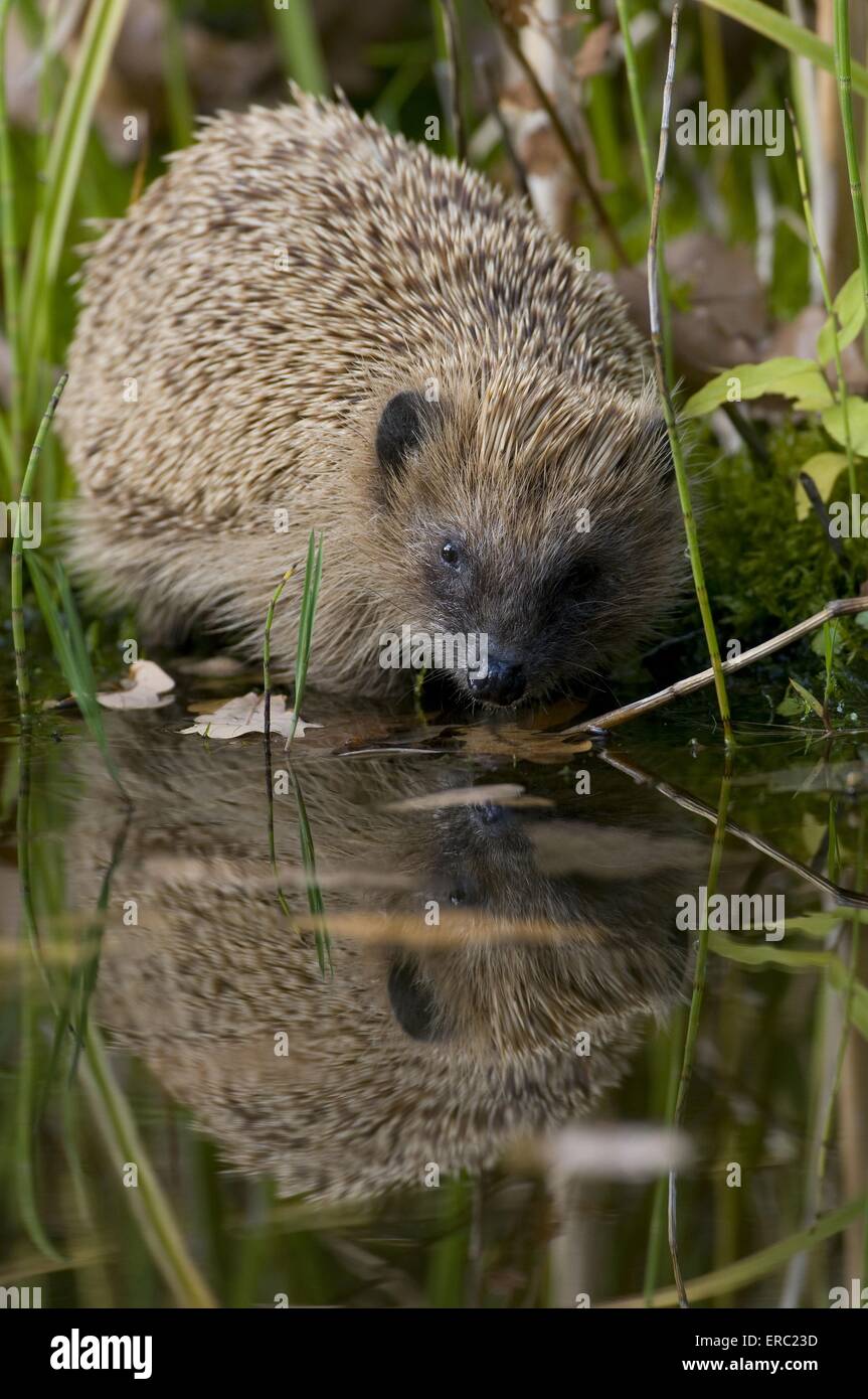 Hedgehog eye hi-res stock photography and images - Alamy