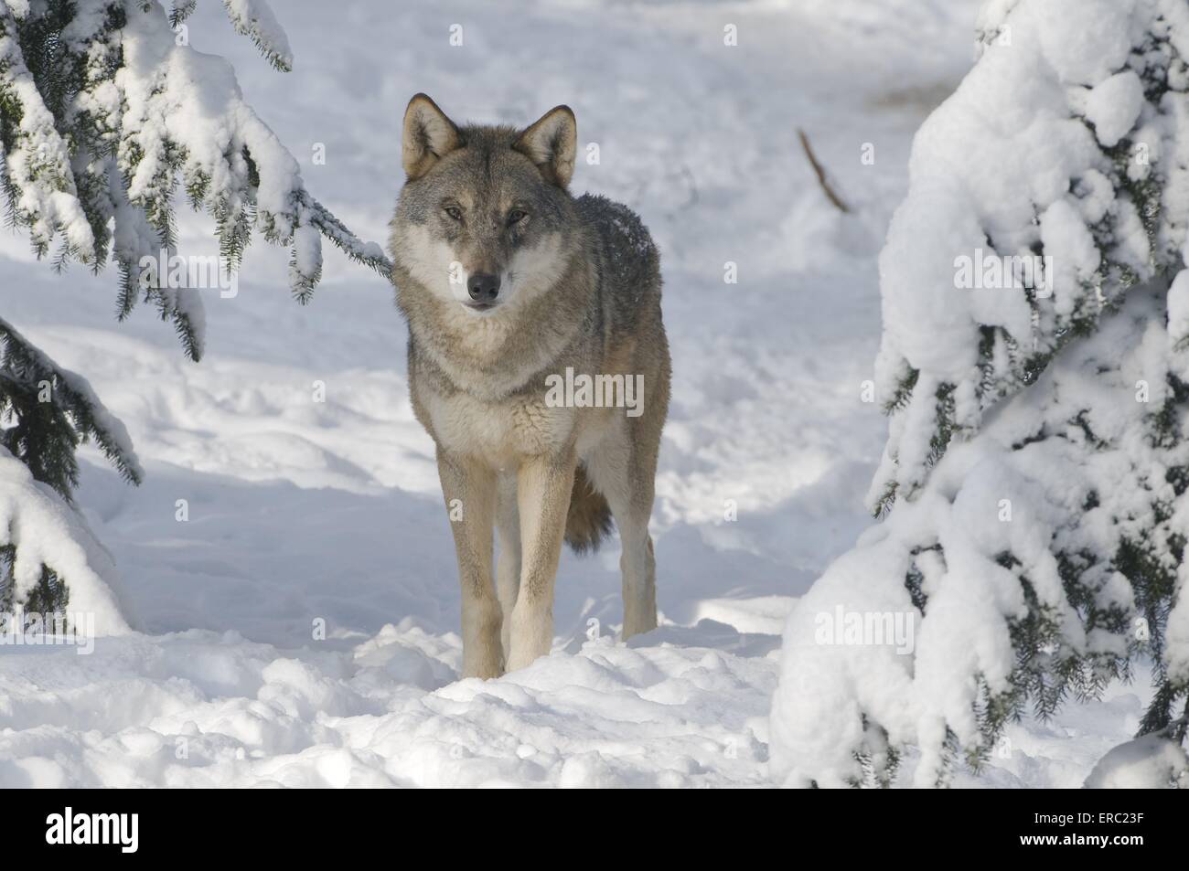 Greywolf greywolves hi-res stock photography and images - Alamy