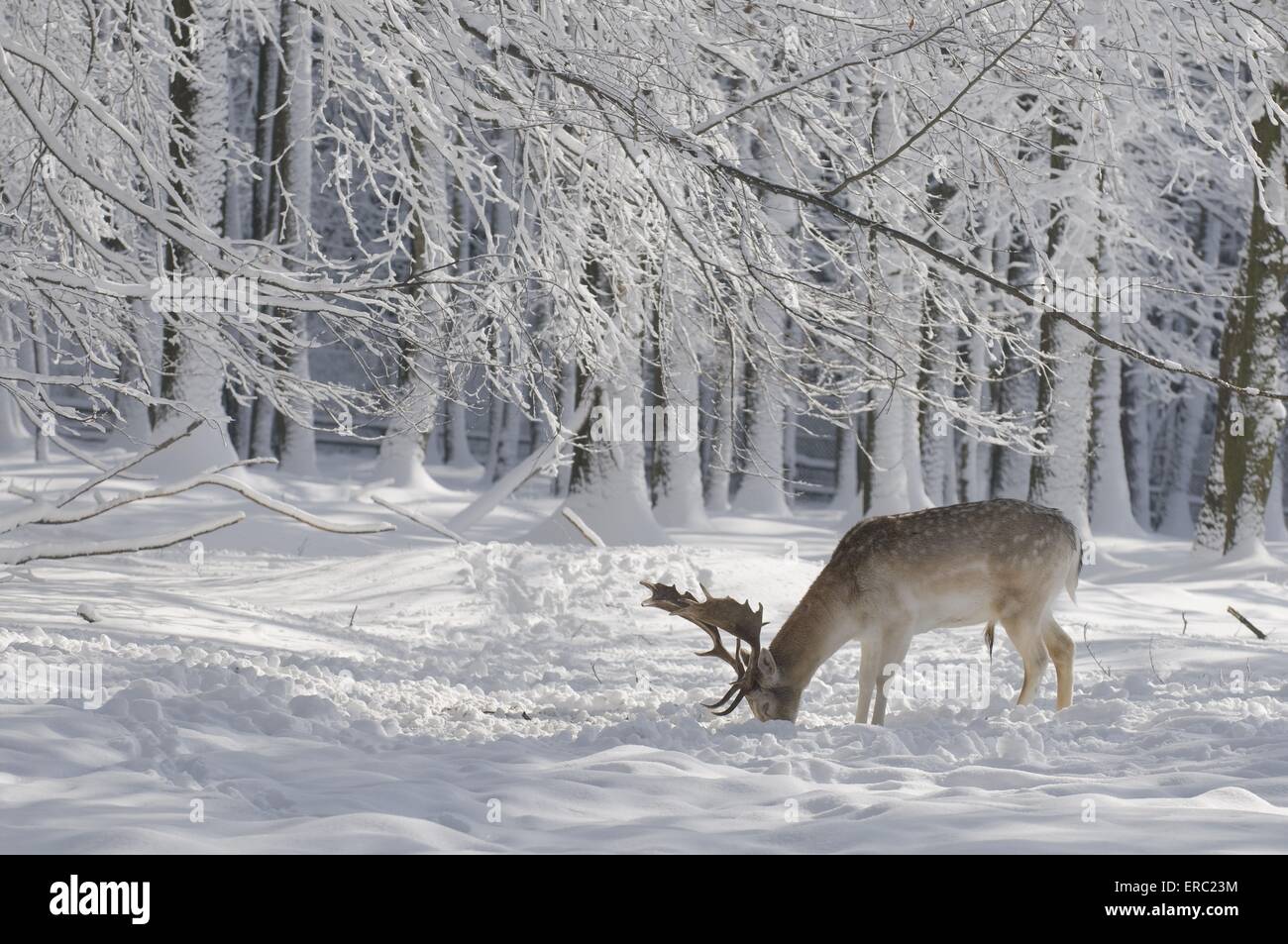 Fallow deer side view profile view hi-res stock photography and images ...