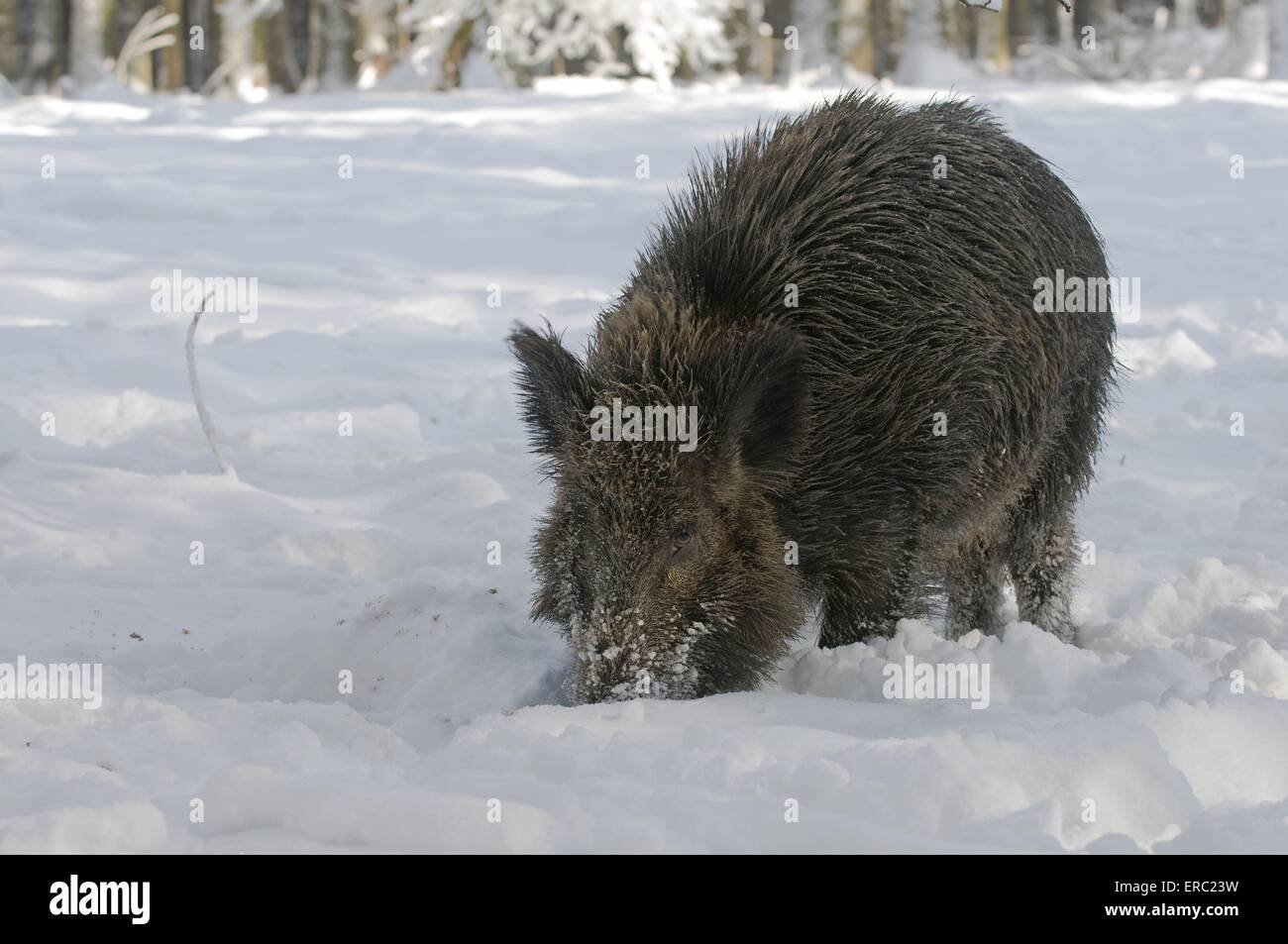 Boar sus scrofa burrow hi-res stock photography and images - Alamy