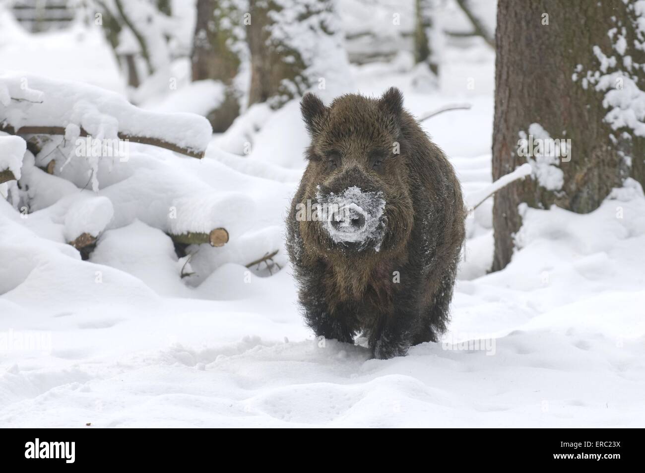 Wild boar woods hi-res stock photography and images - Alamy