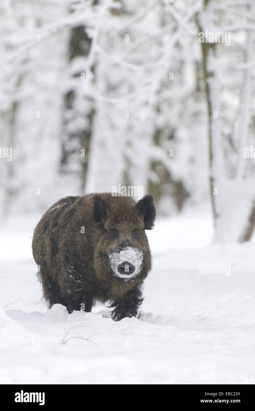 Wild boar woods hi-res stock photography and images - Alamy