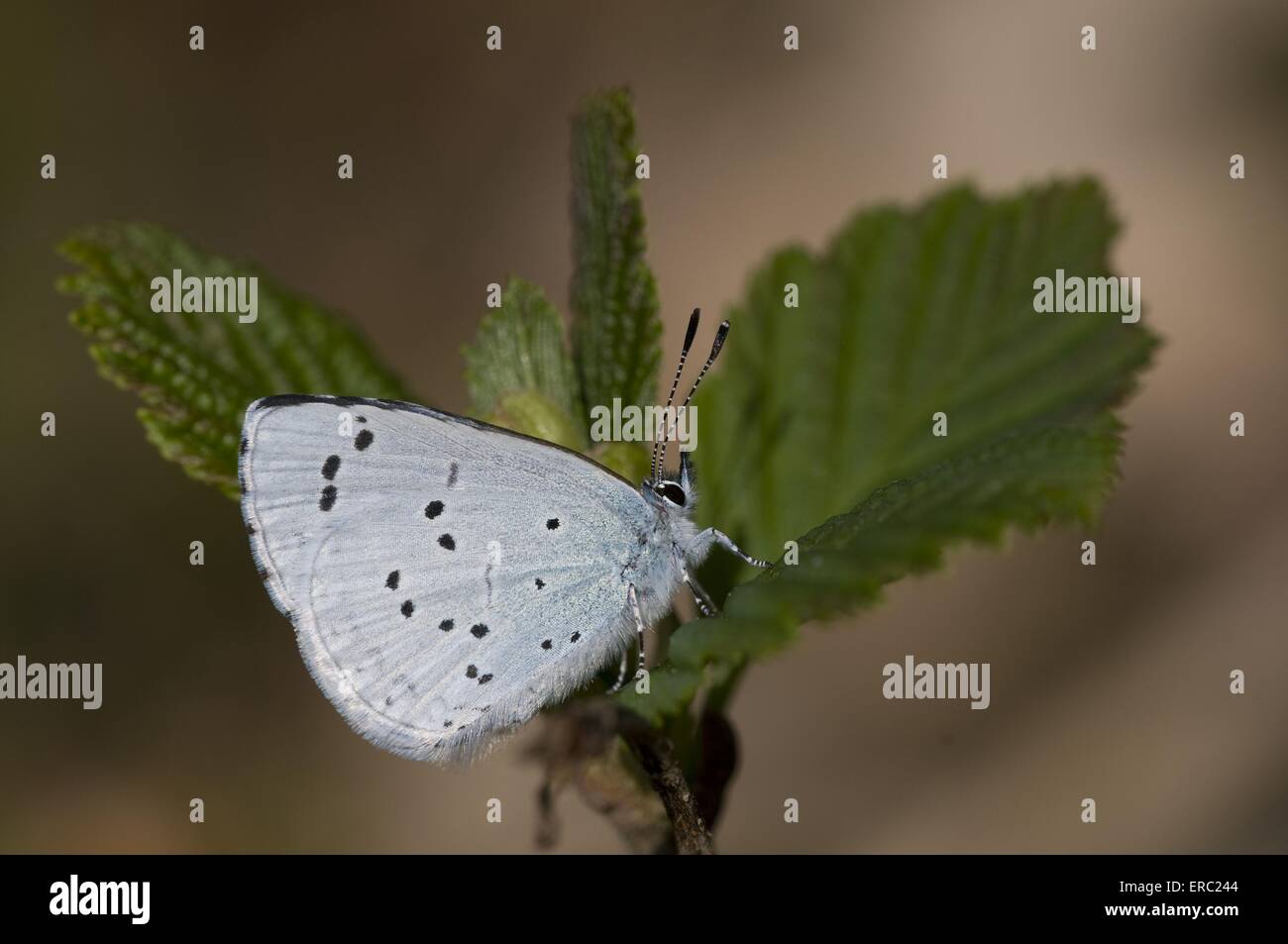 Blue butterfly profile hi-res stock photography and images - Alamy