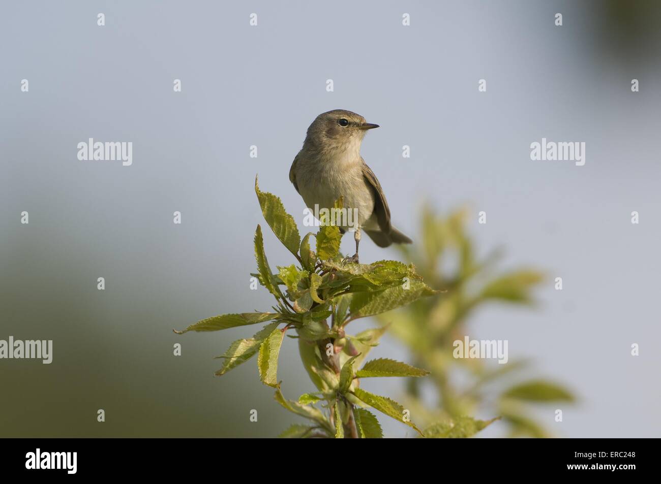 Common chiffchaffs hi-res stock photography and images - Alamy