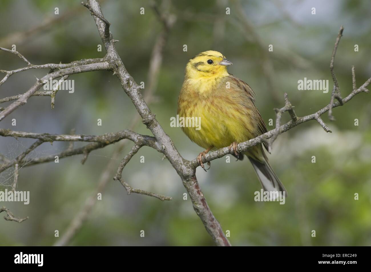 Yellowhammers hi-res stock photography and images - Alamy