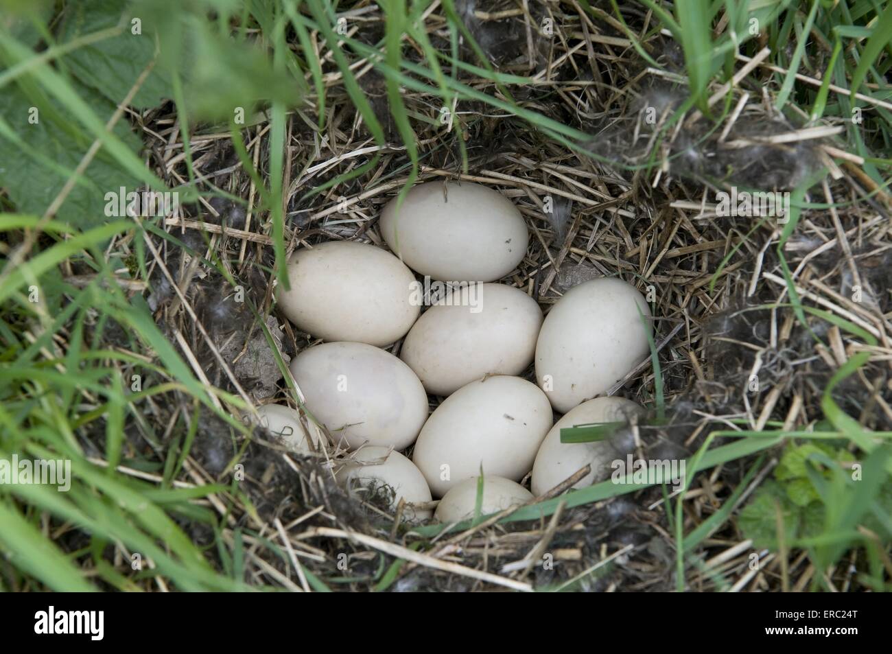 Mallard duck eggs hi-res stock photography and images - Alamy