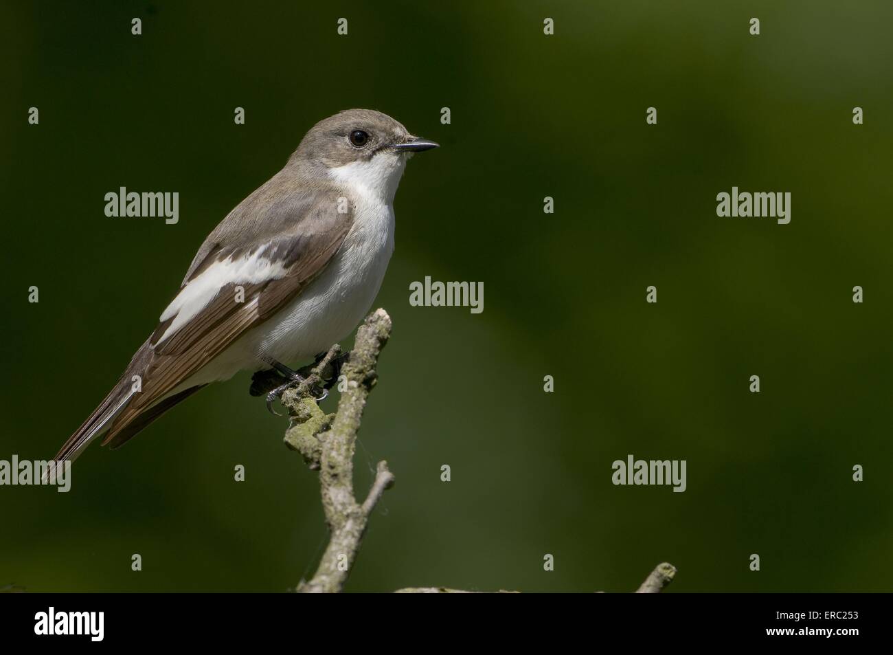 European pied flycatcher Stock Photo - Alamy