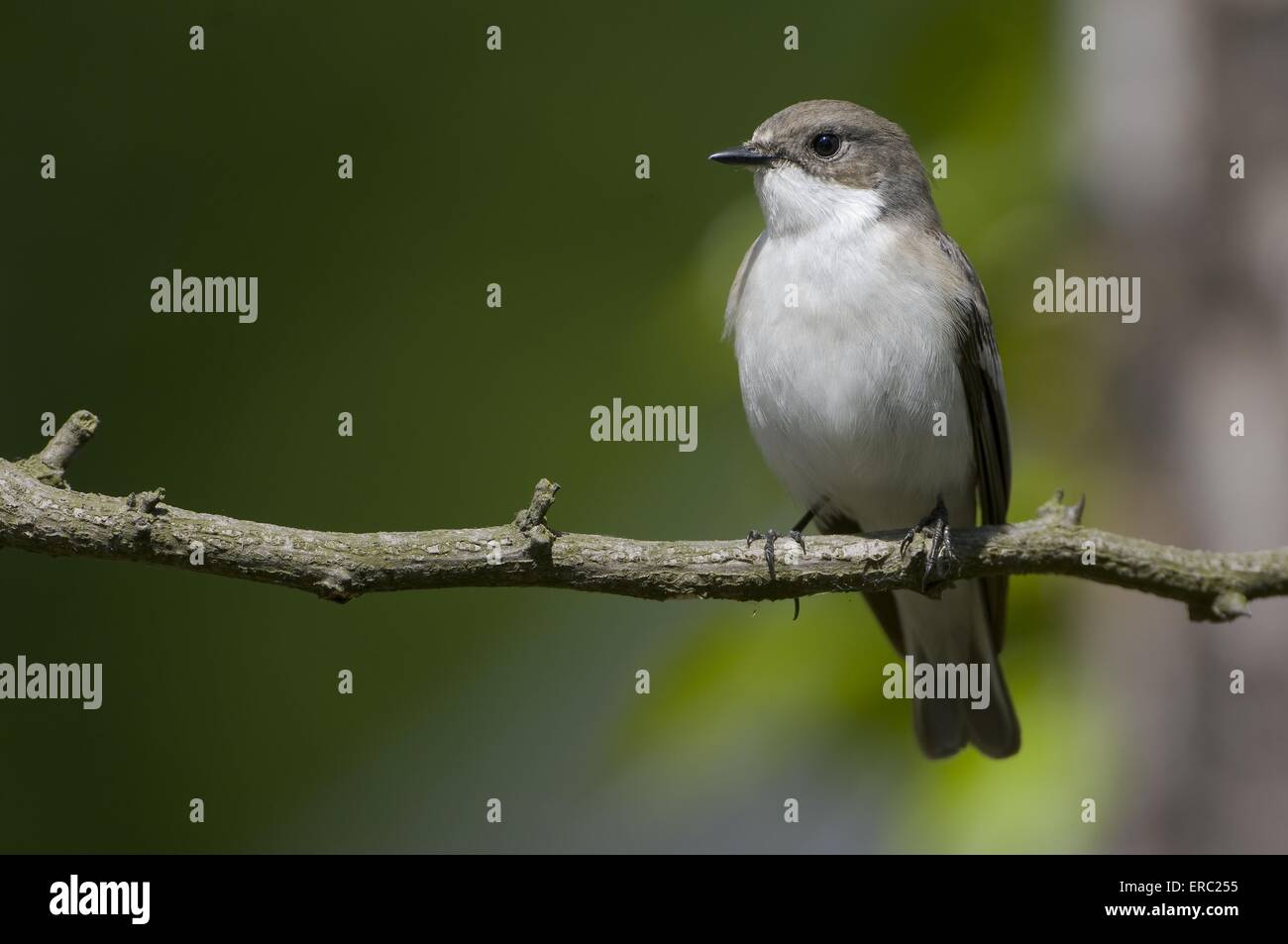 European pied flycatcher Stock Photo - Alamy