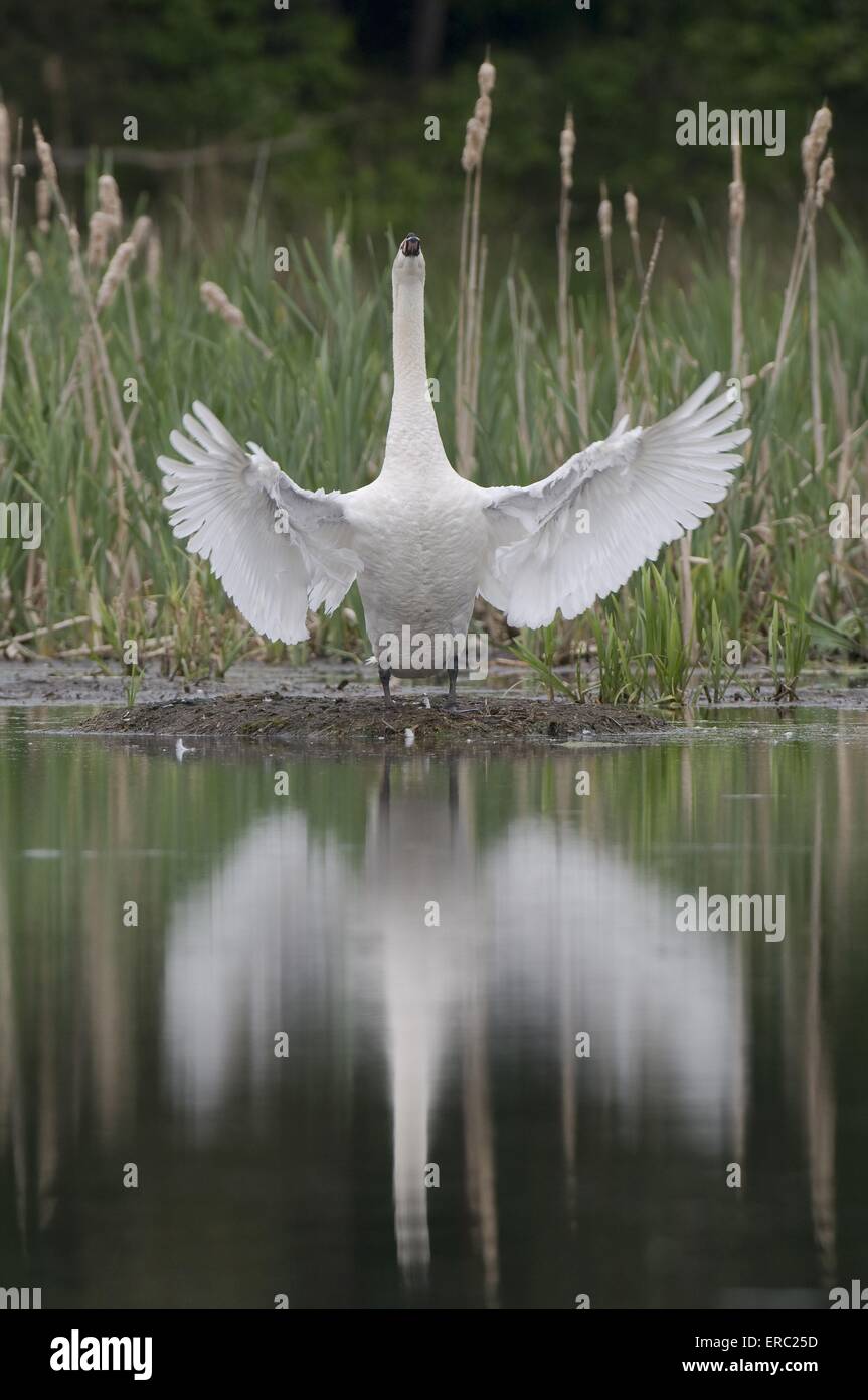 Swan beating wings hi-res stock photography and images - Alamy