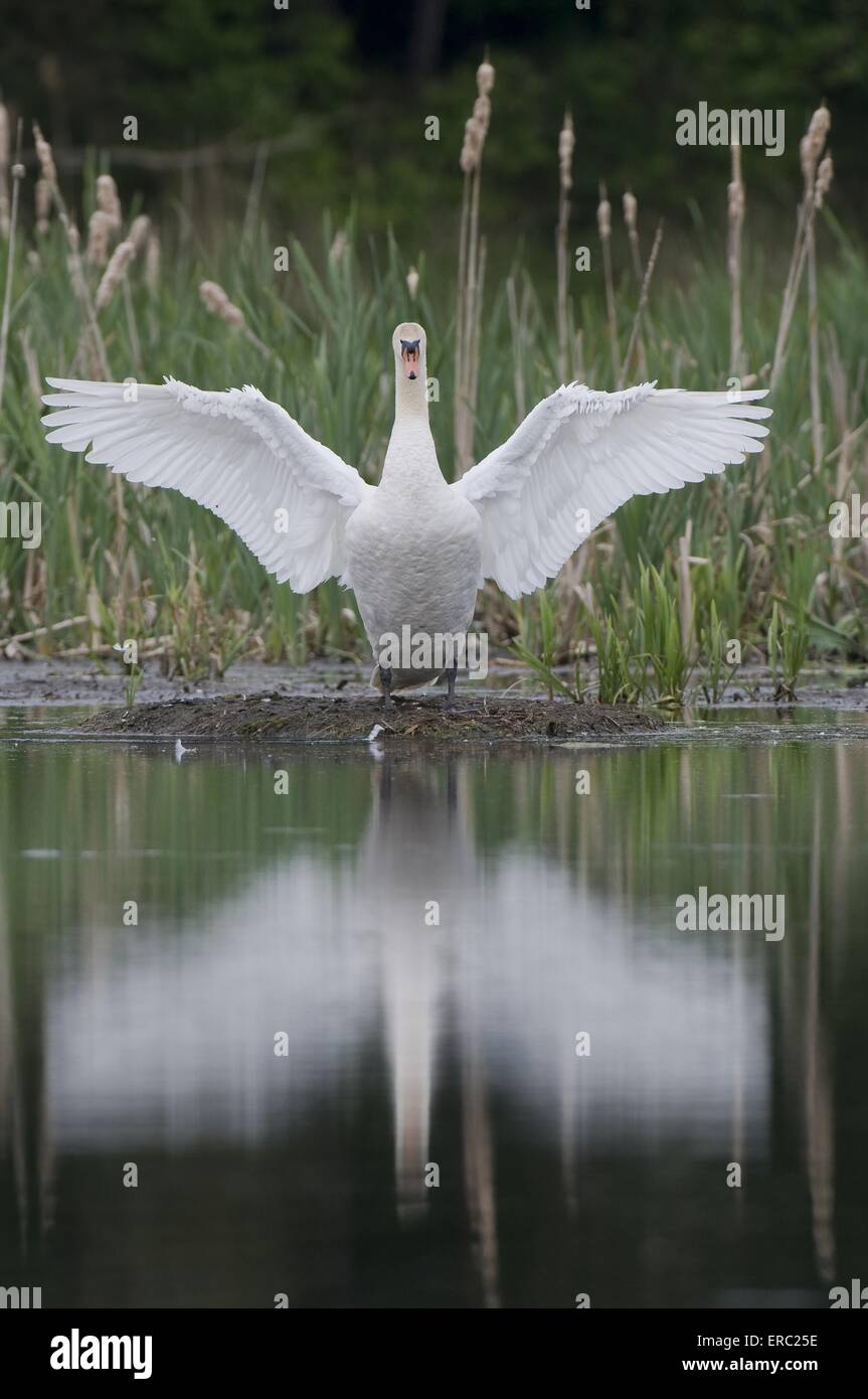 Swan beating wings hi-res stock photography and images - Alamy