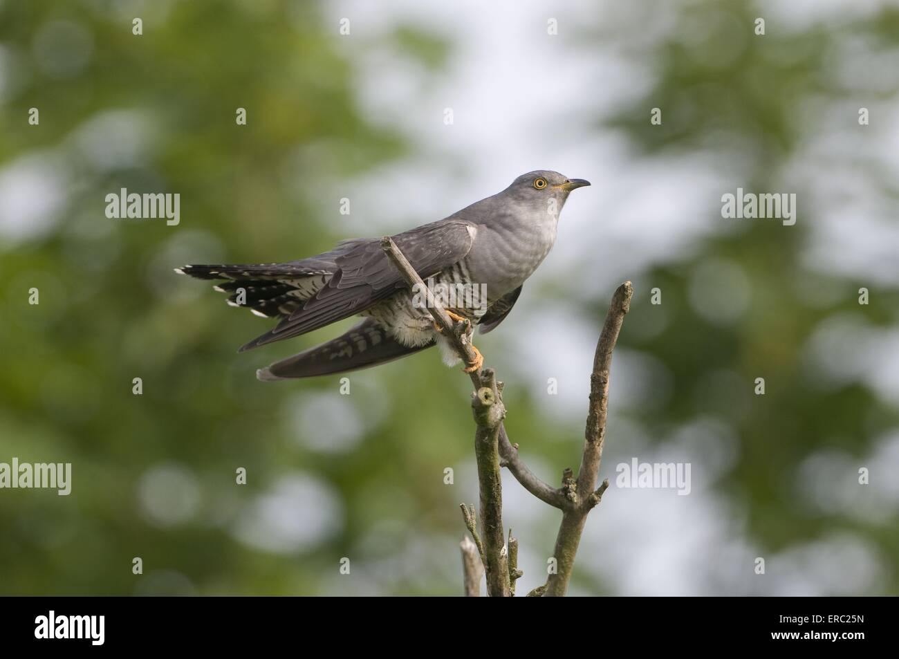 Cuckoo hi-res stock photography and images - Alamy