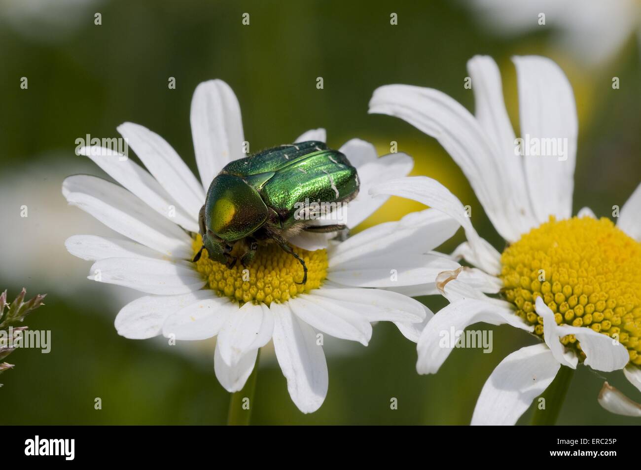 green rose chafer Stock Photo - Alamy