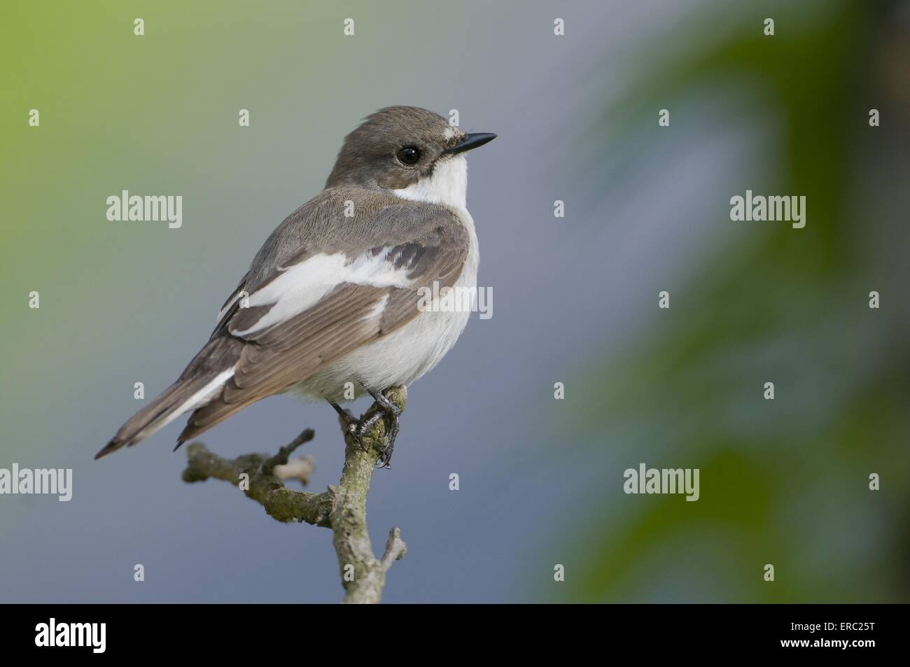 European pied flycatcher Stock Photo - Alamy