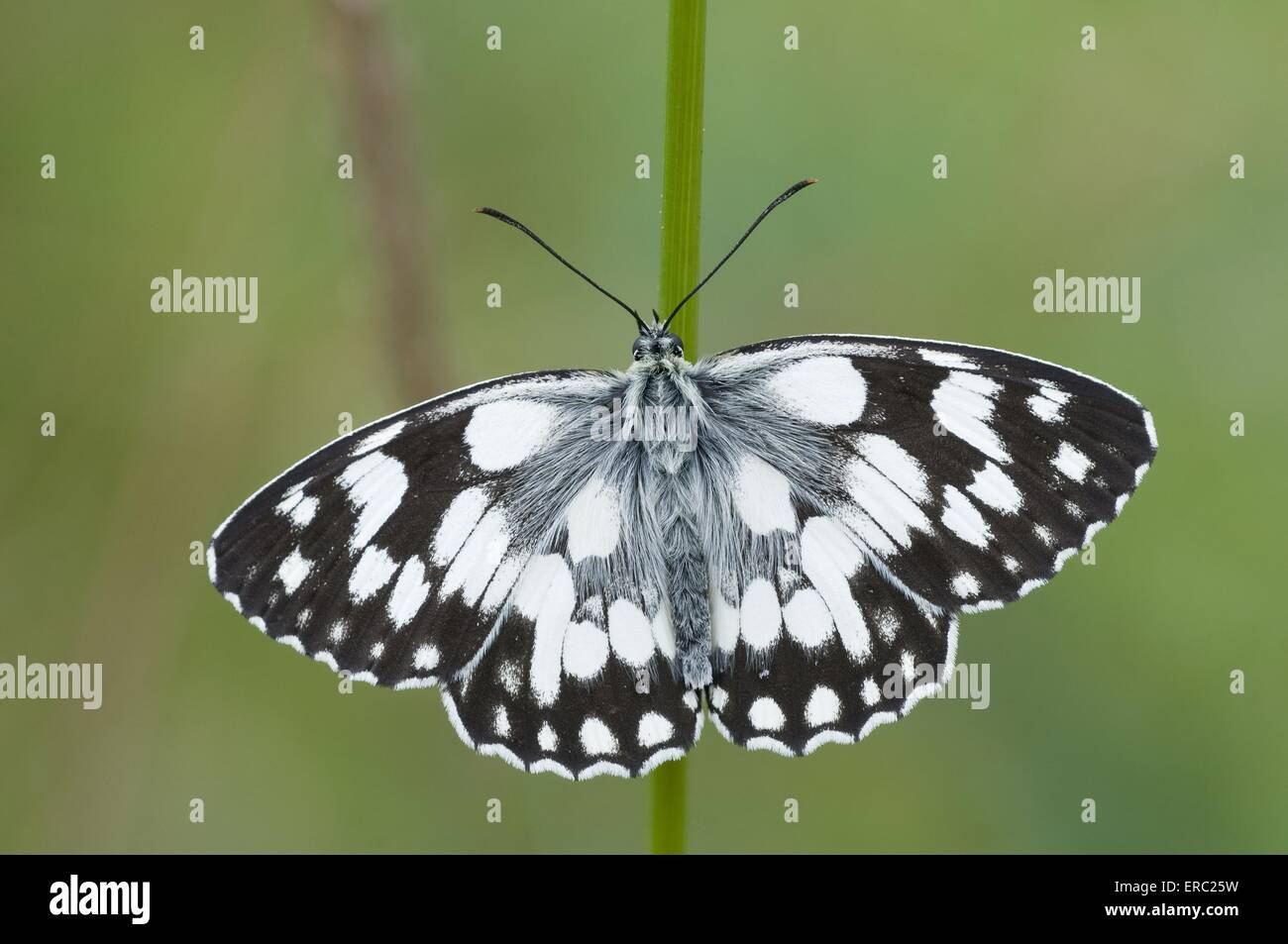 marbled white butterfly Stock Photo - Alamy