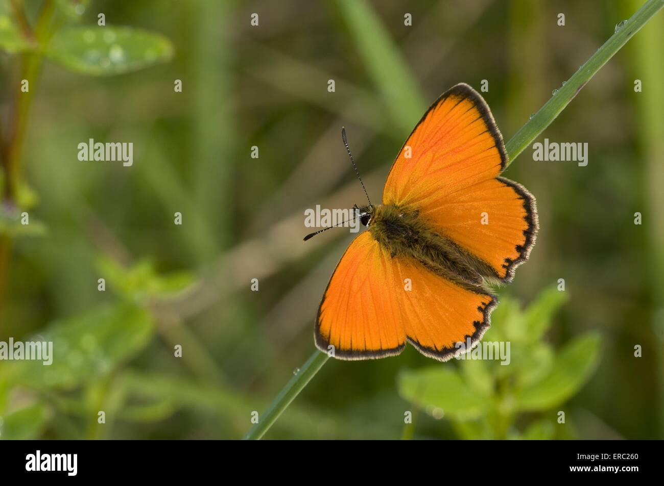 Scarce copper hi-res stock photography and images - Alamy