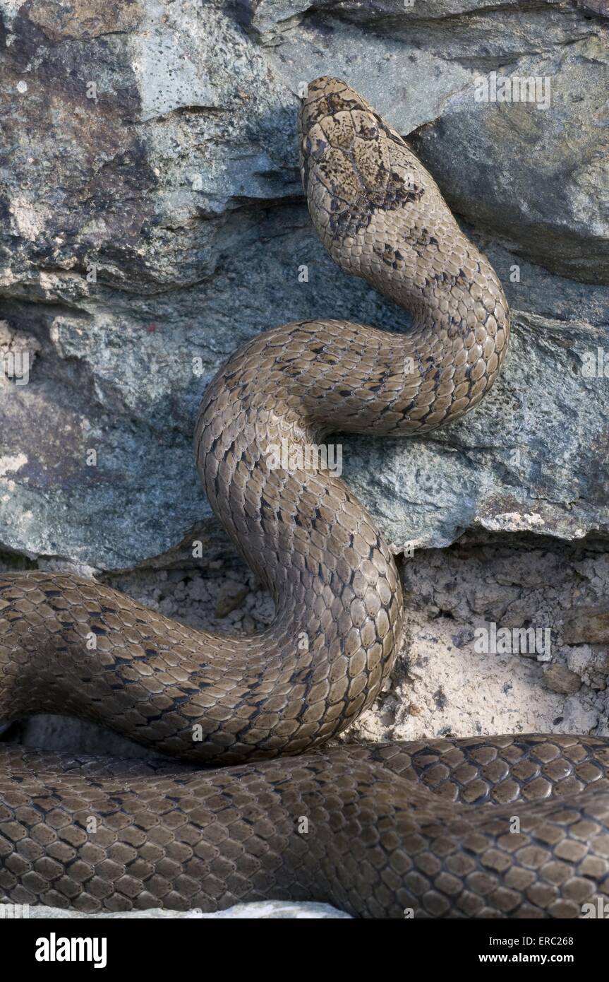 Smooth adder hi-res stock photography and images - Alamy