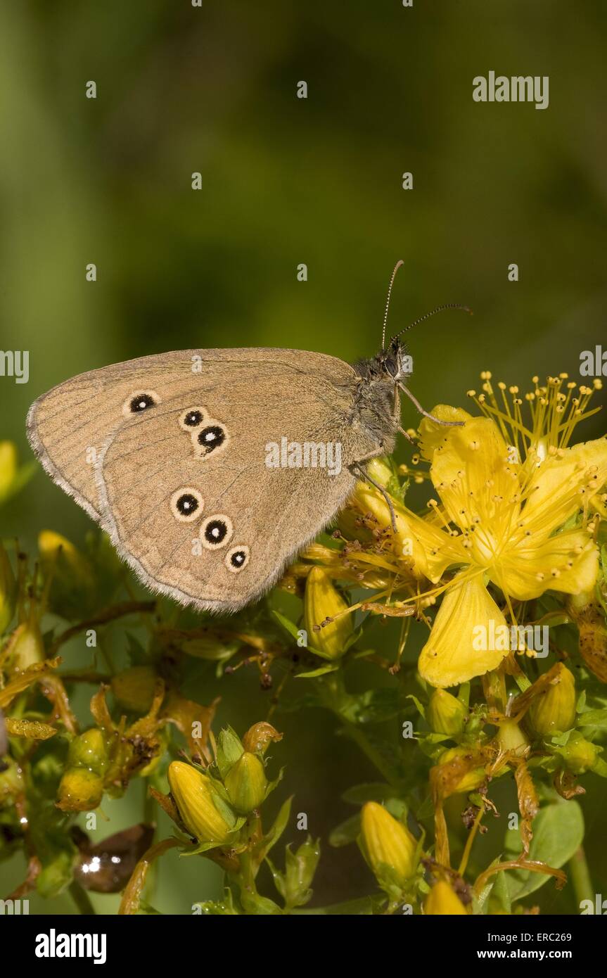 Brown butterfly hi-res stock photography and images - Alamy