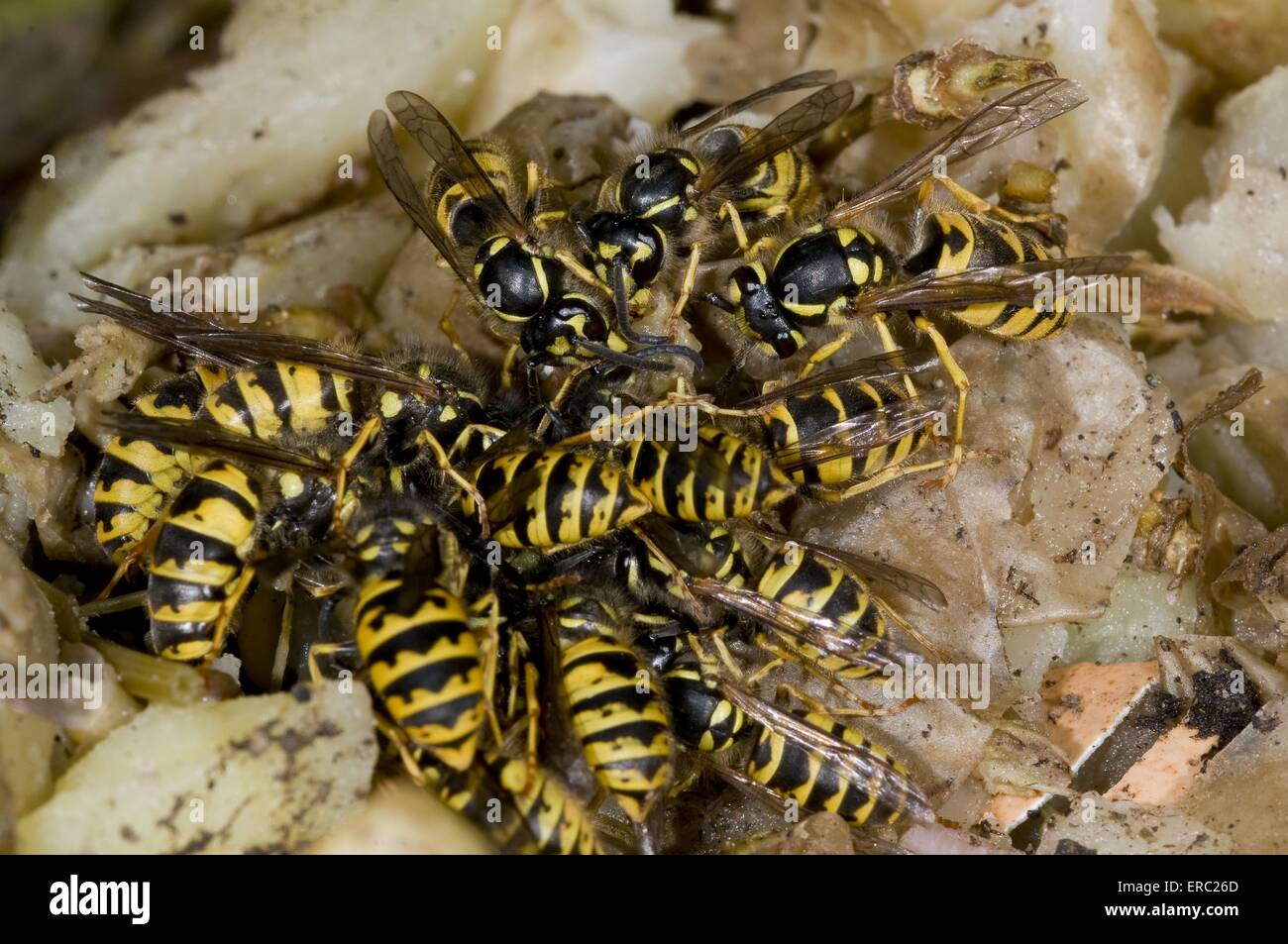 Yellow wasps hi-res stock photography and images - Alamy