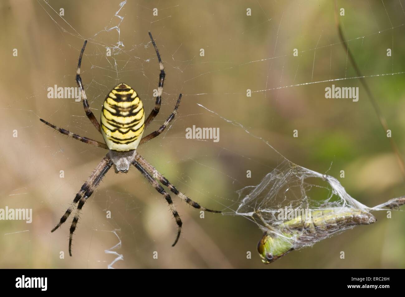 Wasp spider webs hi-res stock photography and images - Alamy