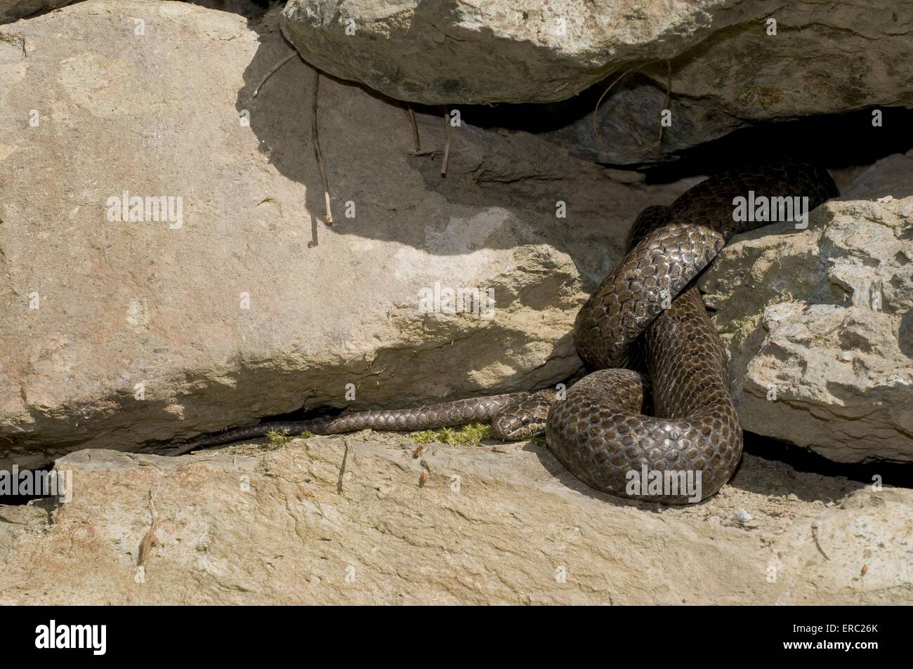 Smooth snake hi-res stock photography and images - Alamy