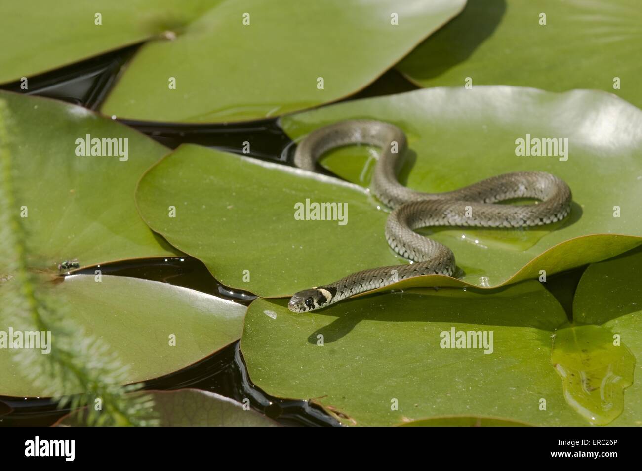 Snake Lily High Resolution Stock Photography and Images - Alamy