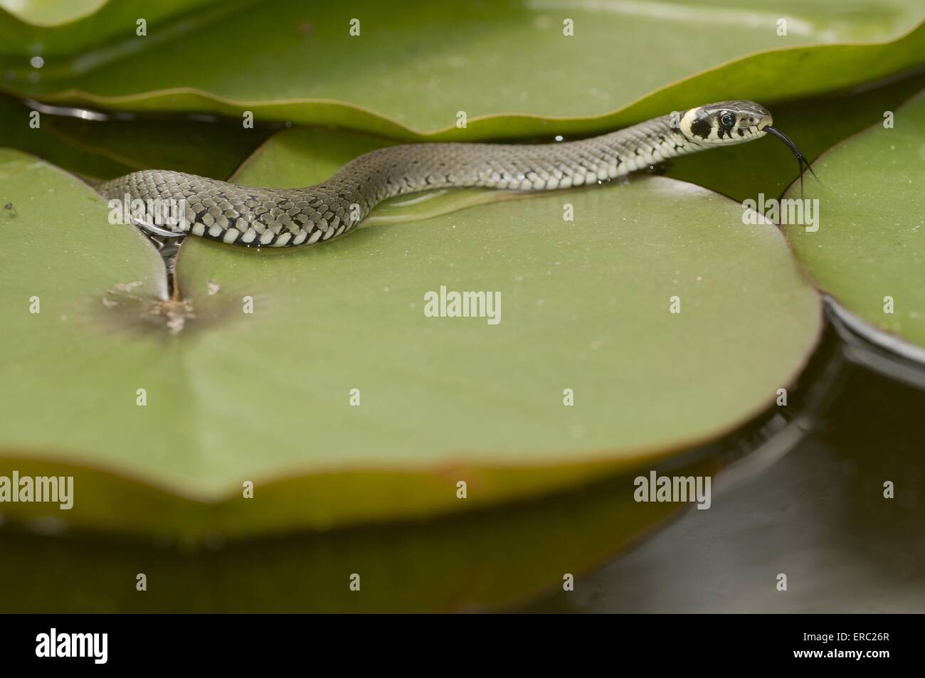 Solo snake hi-res stock photography and images - Alamy