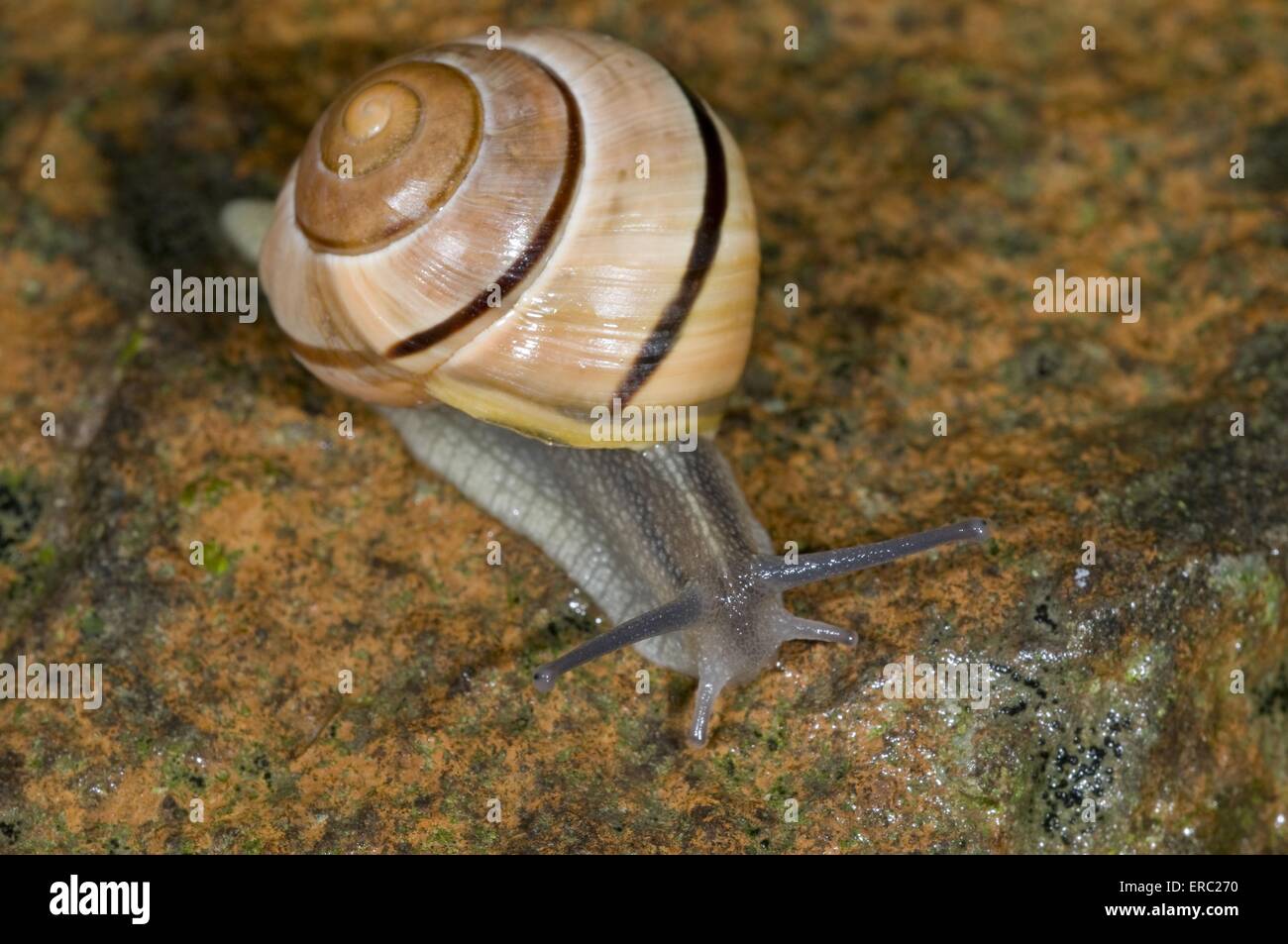 White lipped snail hi-res stock photography and images - Alamy