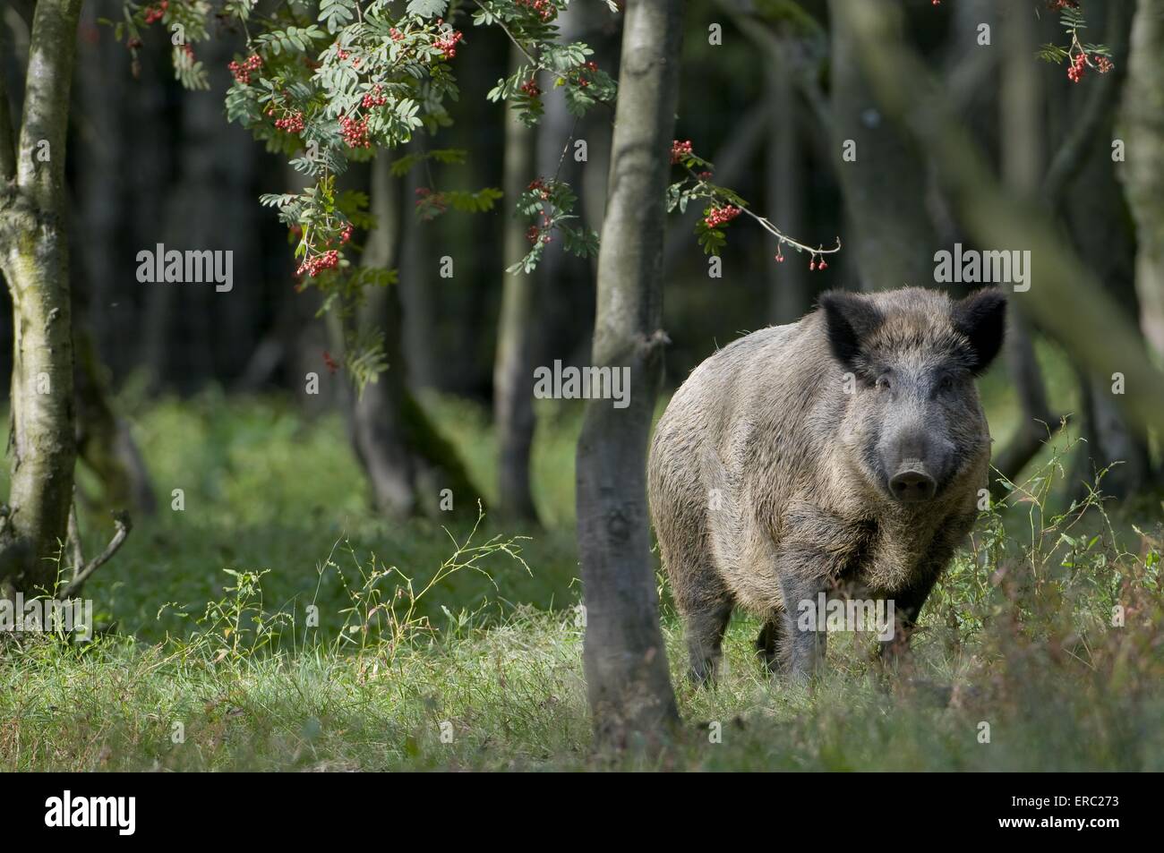 Hog hi-res stock photography and images - Alamy