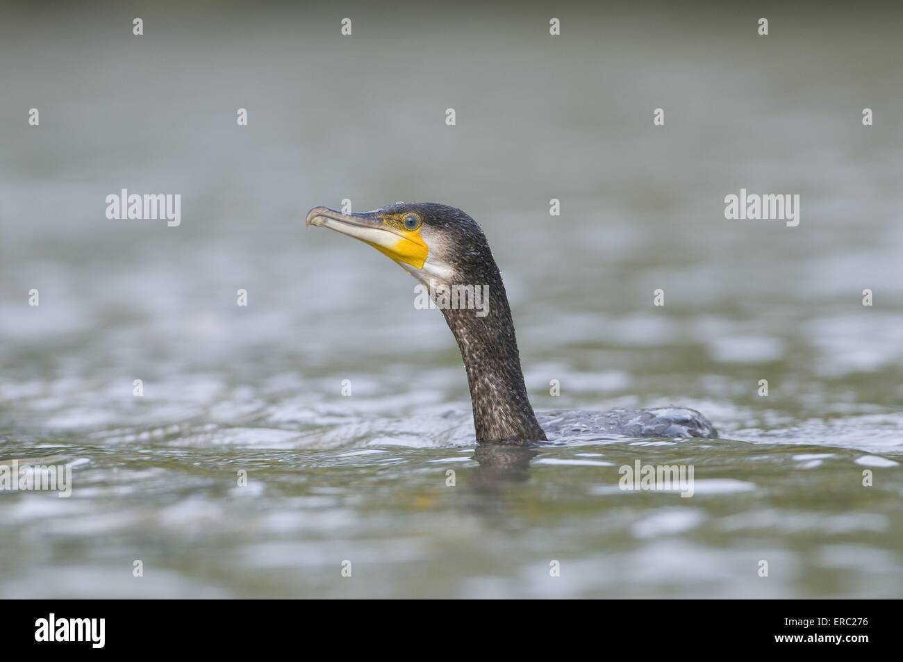 1 cormorant hi-res stock photography and images - Alamy