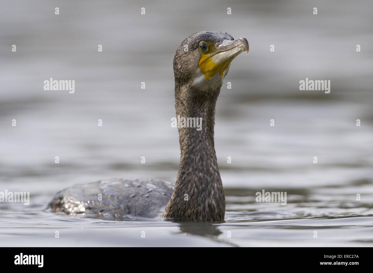1 cormorant hi-res stock photography and images - Alamy