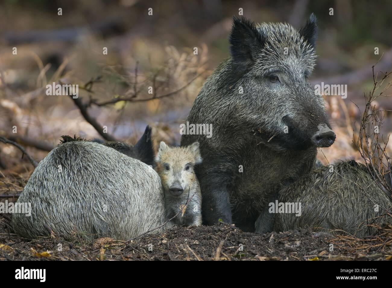 Wild boar back hi-res stock photography and images - Alamy