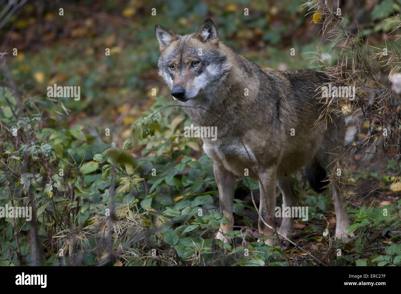 Greywolf greywolves hi-res stock photography and images - Alamy