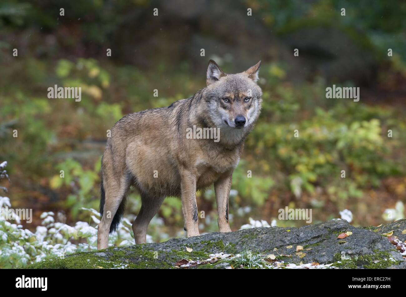 Greywolf greywolves hi-res stock photography and images - Alamy