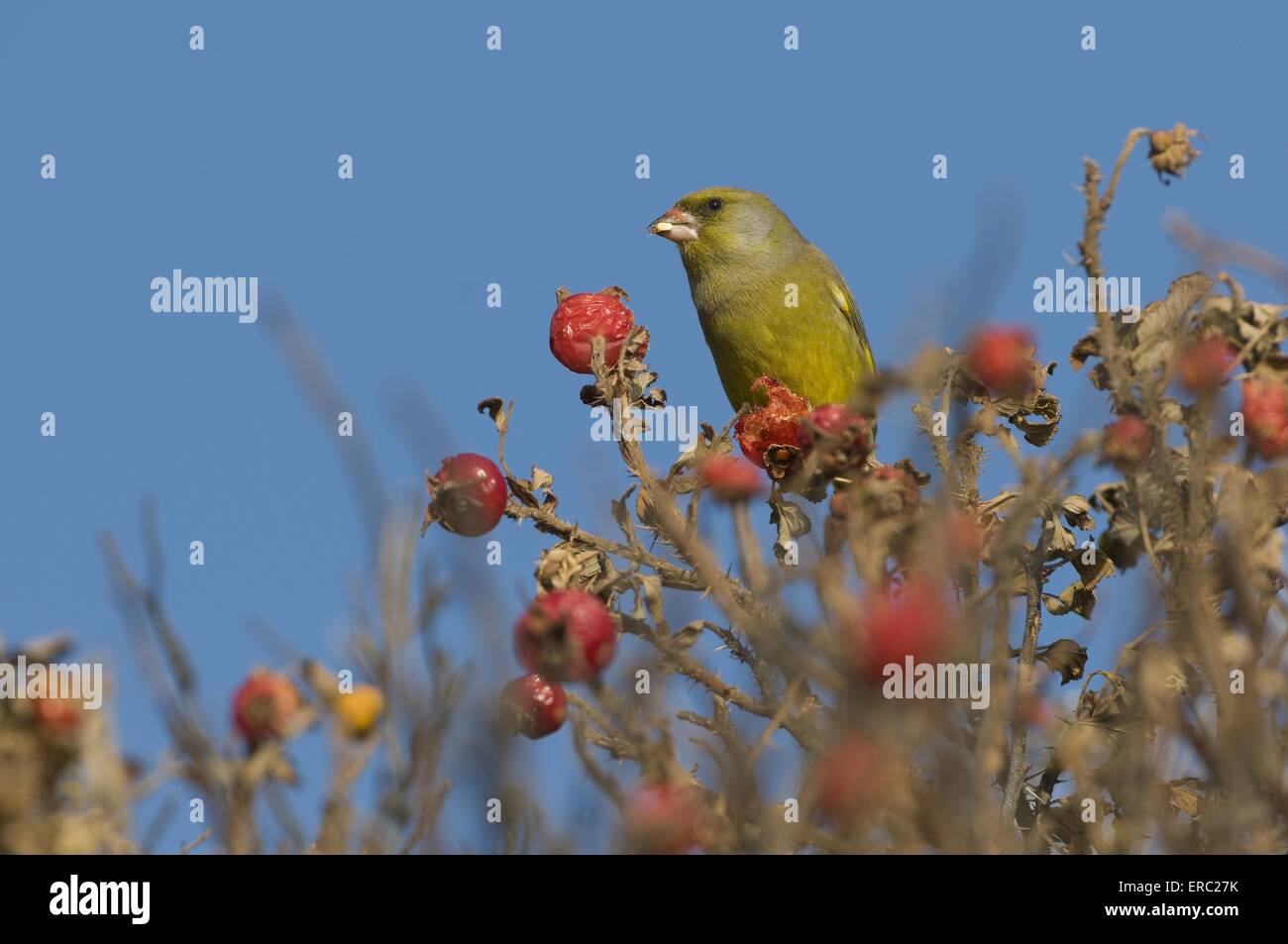 Landscape format greenfinch hi-res stock photography and images - Alamy