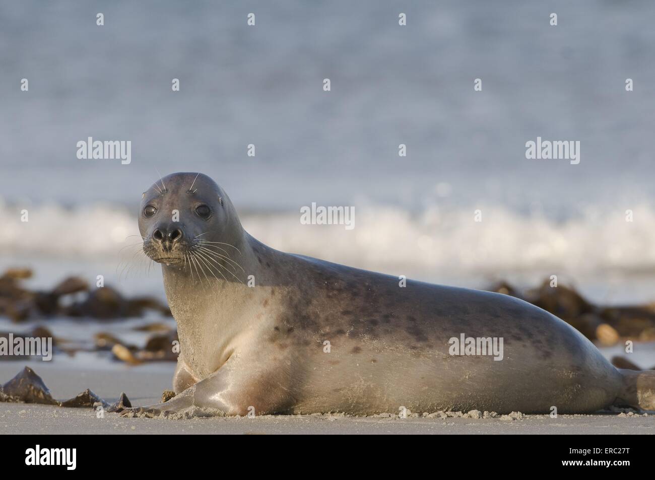 Harbor seal hi-res stock photography and images - Alamy