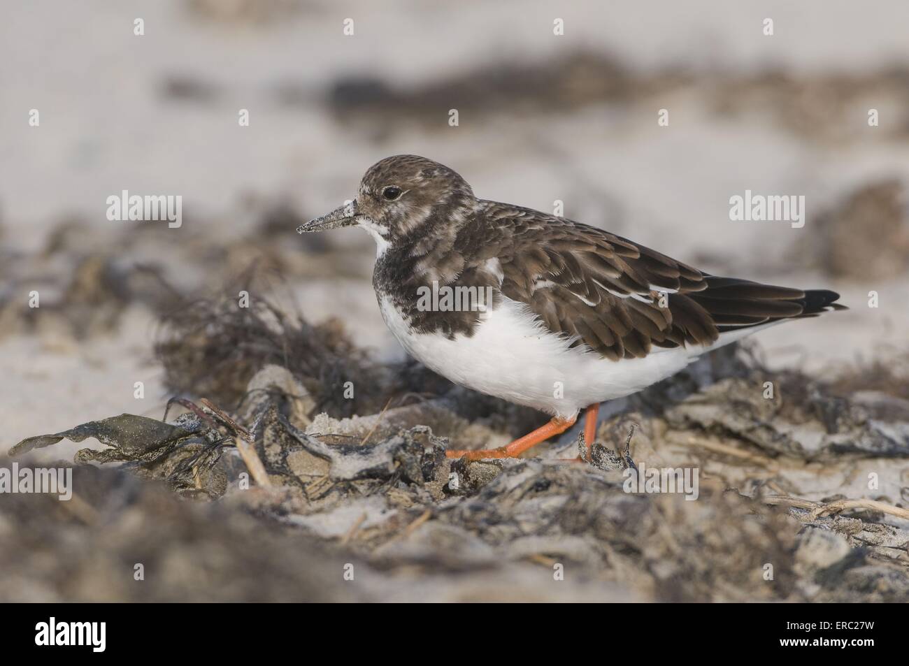 Side profile turnstone hi-res stock photography and images - Alamy