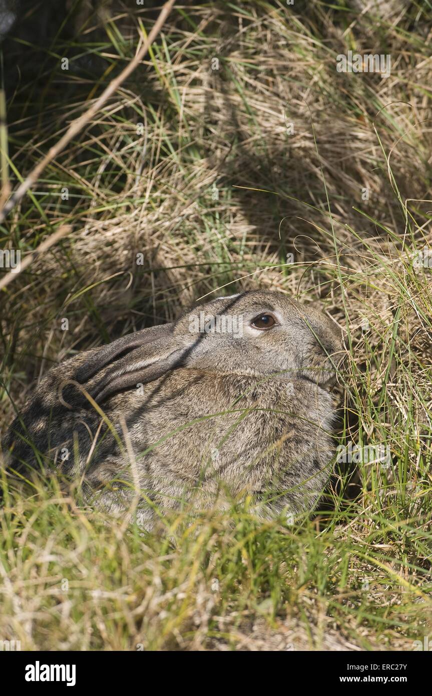 Wild rabbit side view hi-res stock photography and images - Alamy