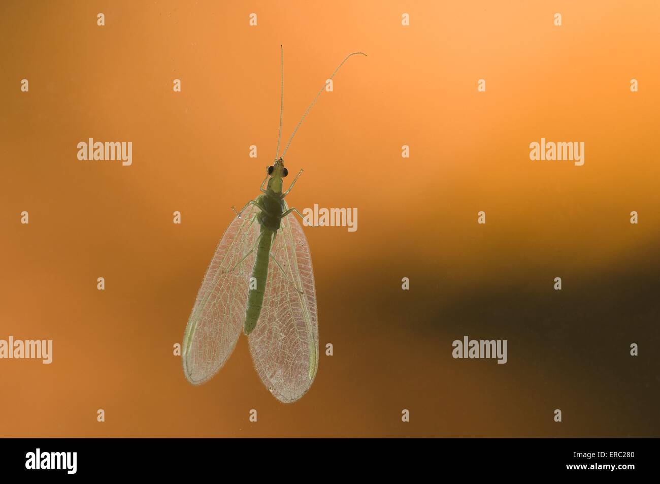 Lacewing insects hi-res stock photography and images - Alamy