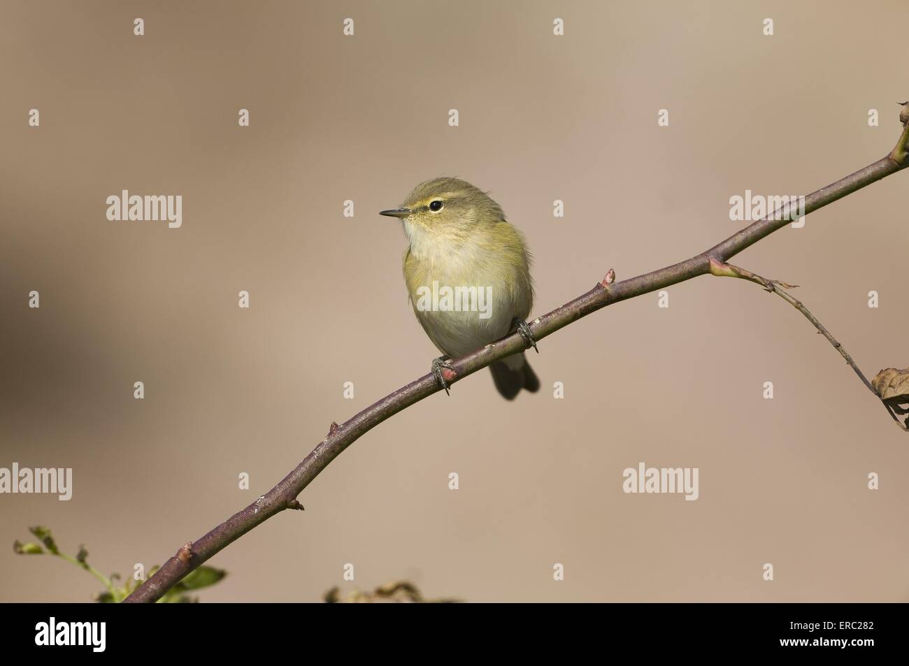 Chiffchaff hi-res stock photography and images - Alamy