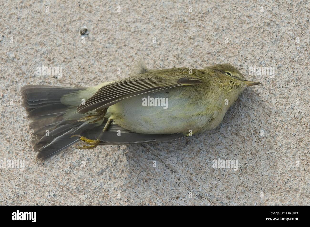 Common chiffchaffs hi-res stock photography and images - Alamy