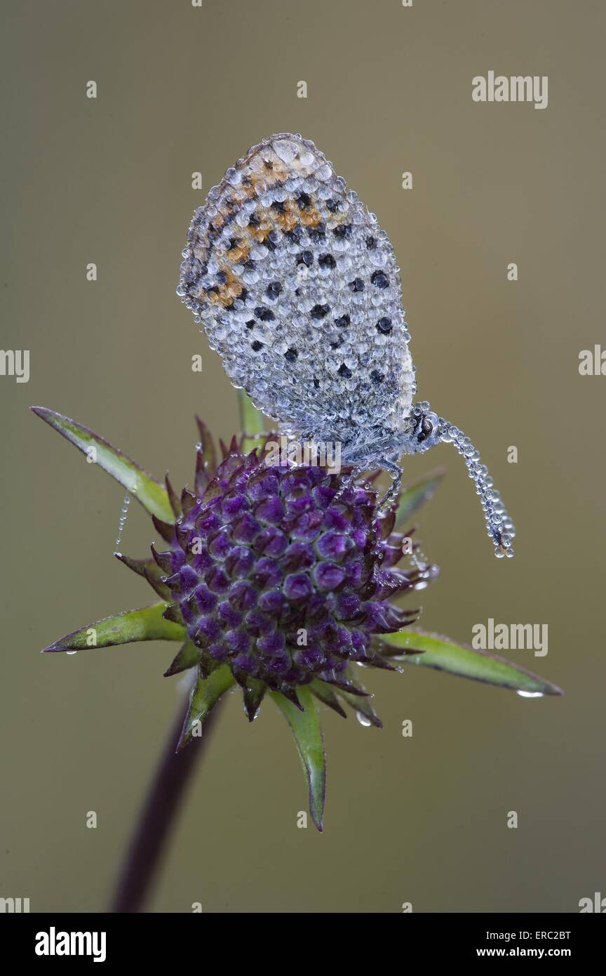 silver-studded blue butterfly Stock Photo - Alamy