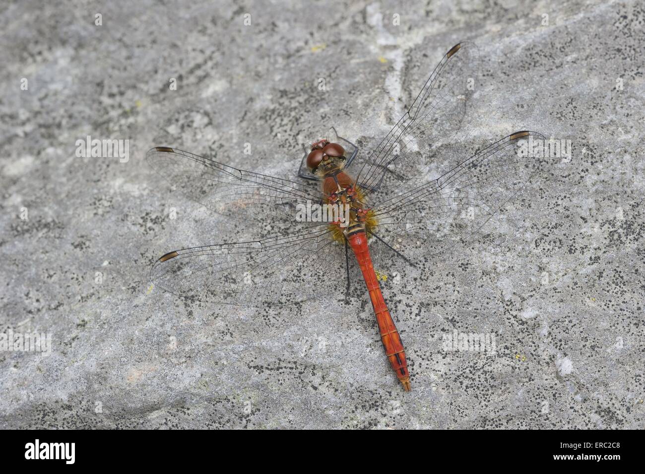 Ruddy darters sympetrum sanguineum hi-res stock photography and images ...