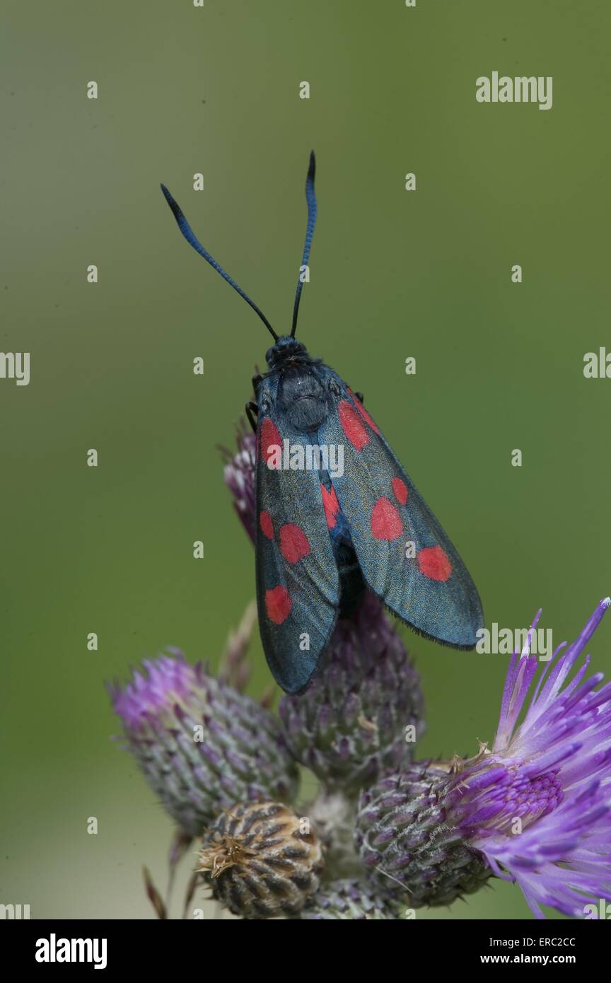 six-spot burnet moth Stock Photo - Alamy