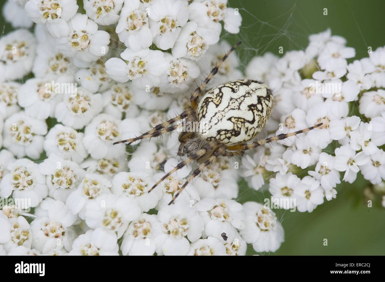 1 spider hi-res stock photography and images - Alamy