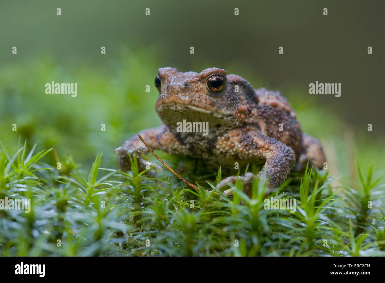 Toad plant hi-res stock photography and images - Alamy