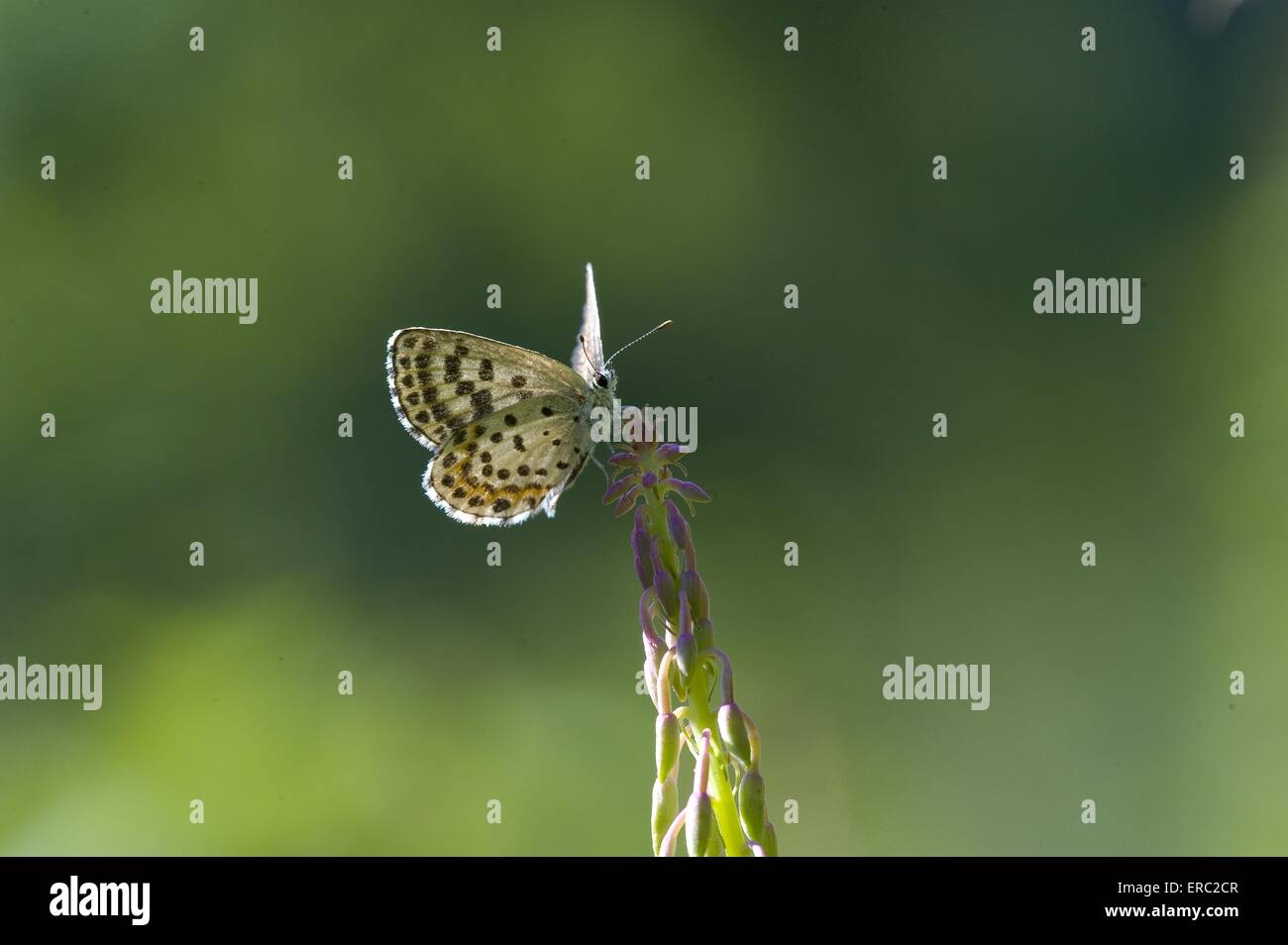 Butterfly lepidoptera neoptera pterygota insecta hexapoda arthropoda hi ...