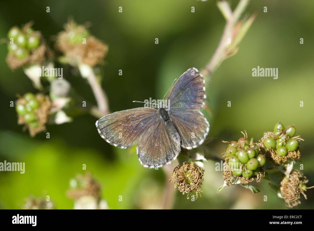 Butterfly lepidoptera neoptera pterygota insecta hexapoda arthropoda hi ...