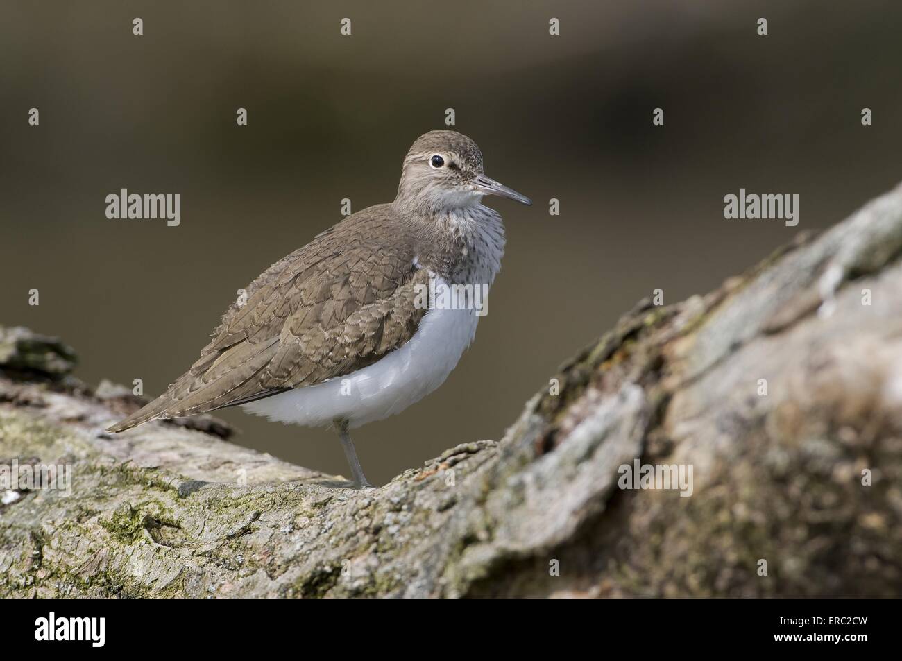 Common sandpiper hi-res stock photography and images - Alamy